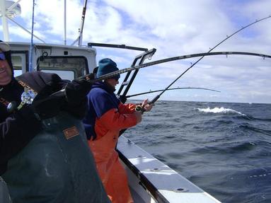 April 28th Cod - Fish Gloucester